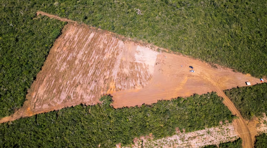 Dia do Cerrado | Fogo devastou 88,5 milhões de hectares do bioma em 39 ...