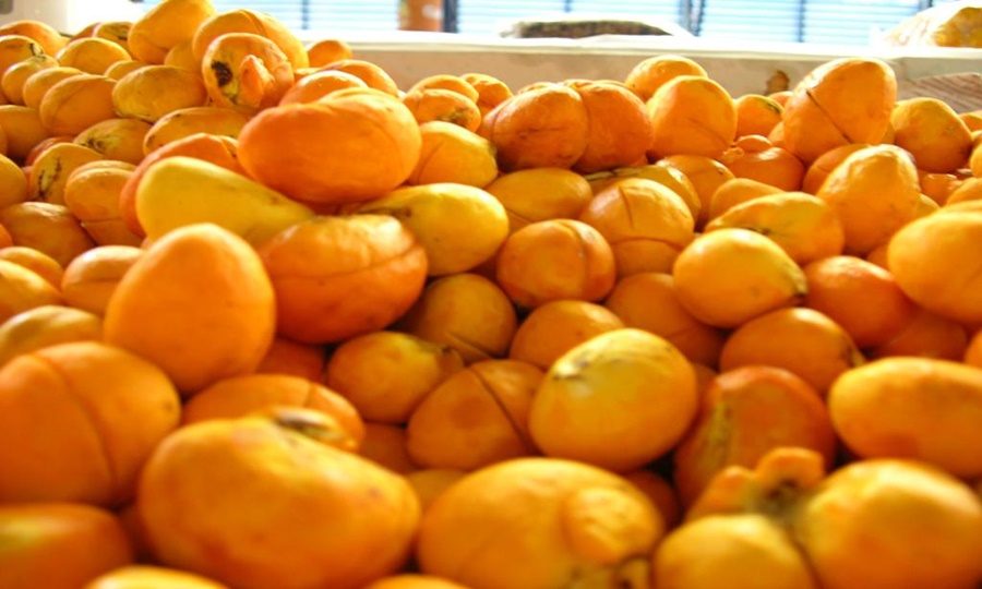 Agricultura Familiar estima aumento de 30% na colheita de pequi até ...